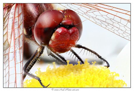 Libellule rouge : Sympétrum rouge sang - Axel Photo Art