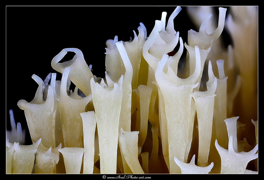 Champignon corail : Clavaire couronnée - Axel Photo Art