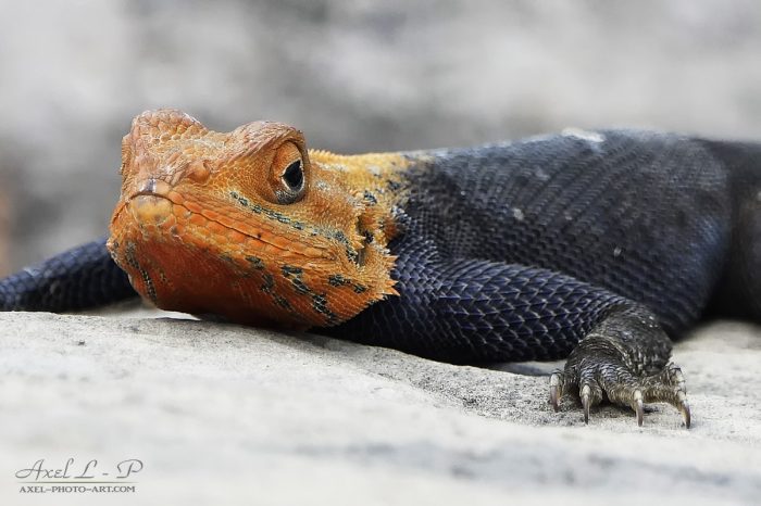 Agame des Colons - Lézard de l'Ile de la réunion - Axel Photo Art